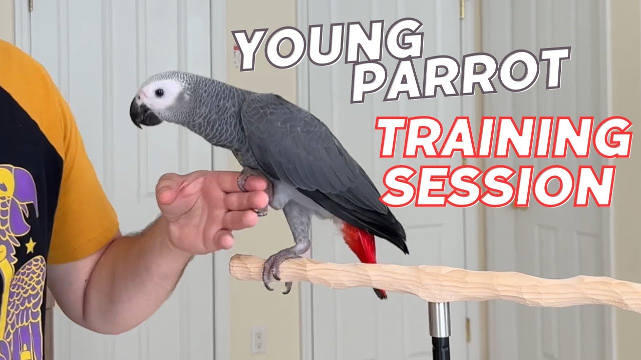 Young Parrot Training Session – Step Up, Flight, Harness - YouTube