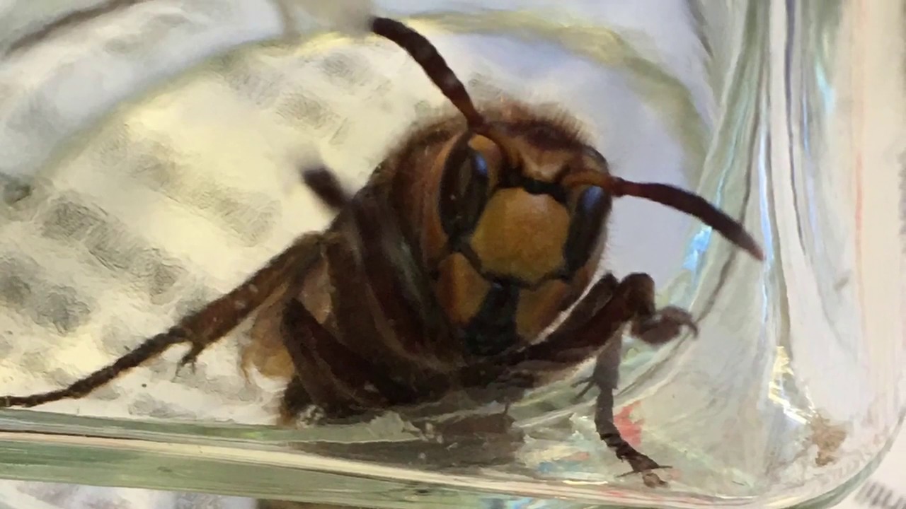 A European Hornet found in Norfolk UK - YouTube