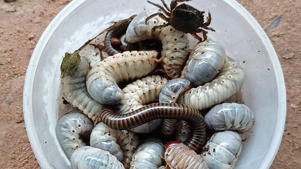 Amazing Unique Millipede Hunt!!! Catching Various Kind Of Millipedes ...