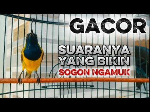SOGON GACOR UNTUK PANCINGAN EMOSI SUPER CEPAT SOGON AUTO NGAMUK ‼️ #sogon #sogongacor 