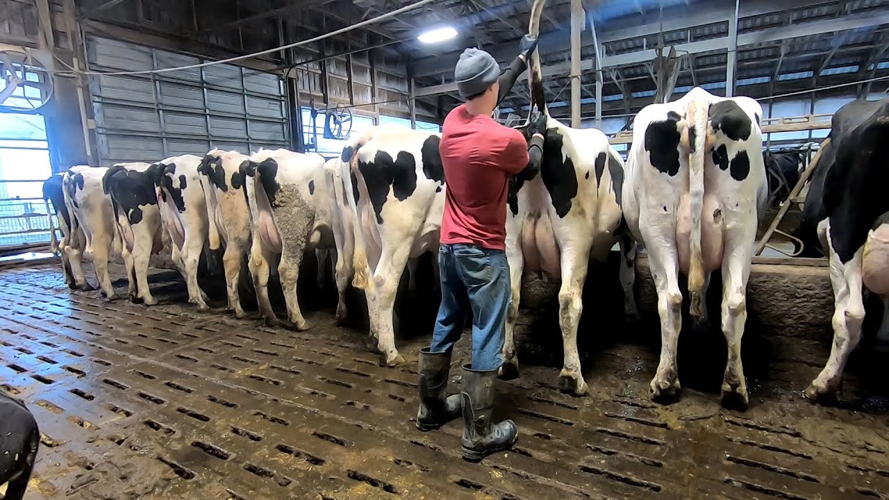 Cows & Tractors - YouTube