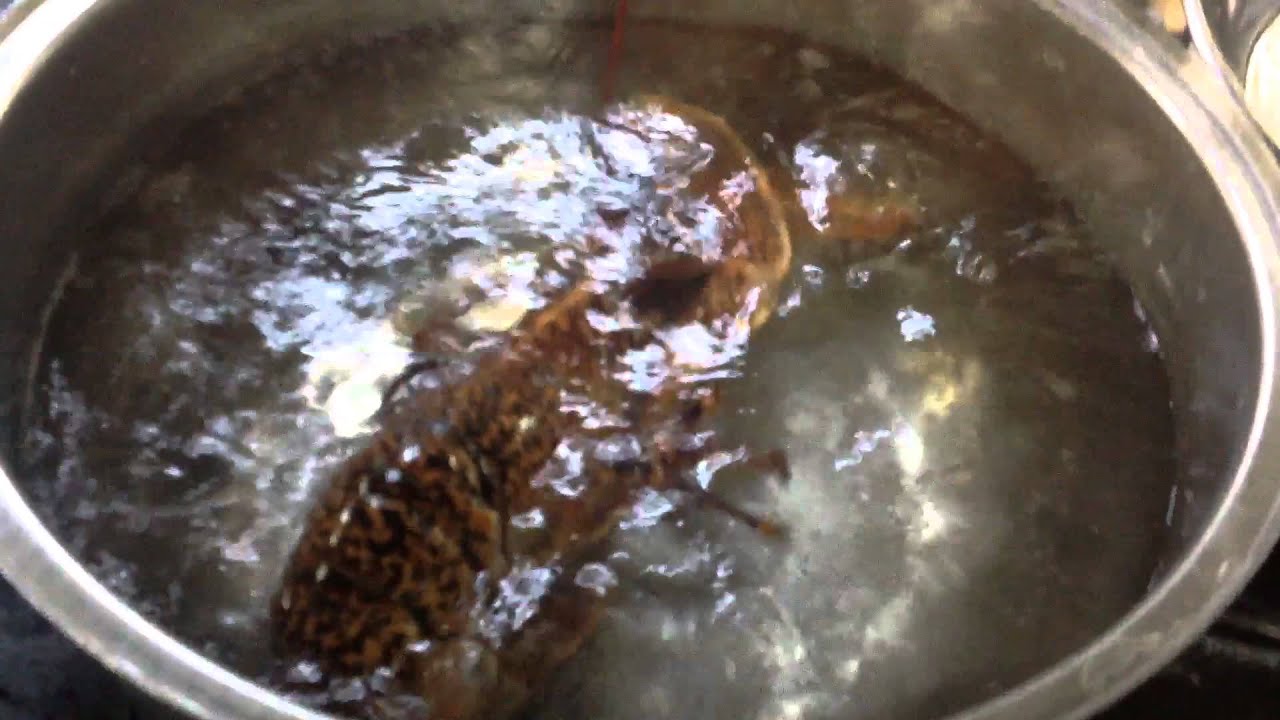 Istakoz Nasıl pişirilir Adem çınar Kaşıbeyaz - YouTube