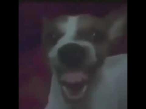 Perro riendose - YouTube
