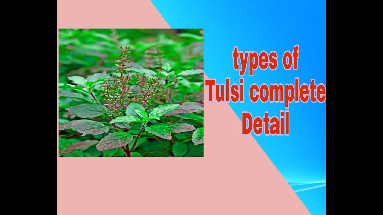 Types of Tulsi , Niaze Bow ,pabri, Marwa,plant completely detail of Of ...