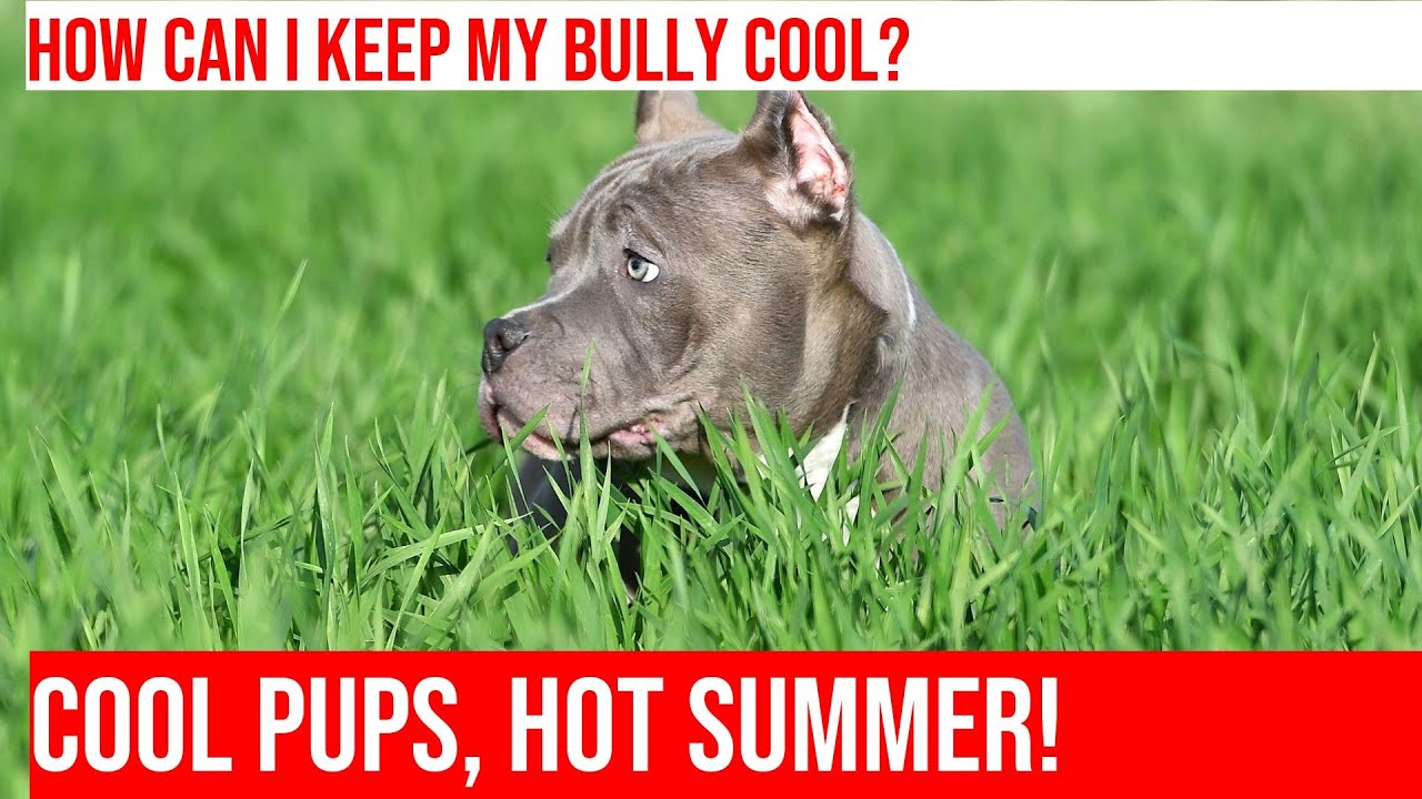 Keeping Your American Bully Cool in the Summer Heat - YouTube