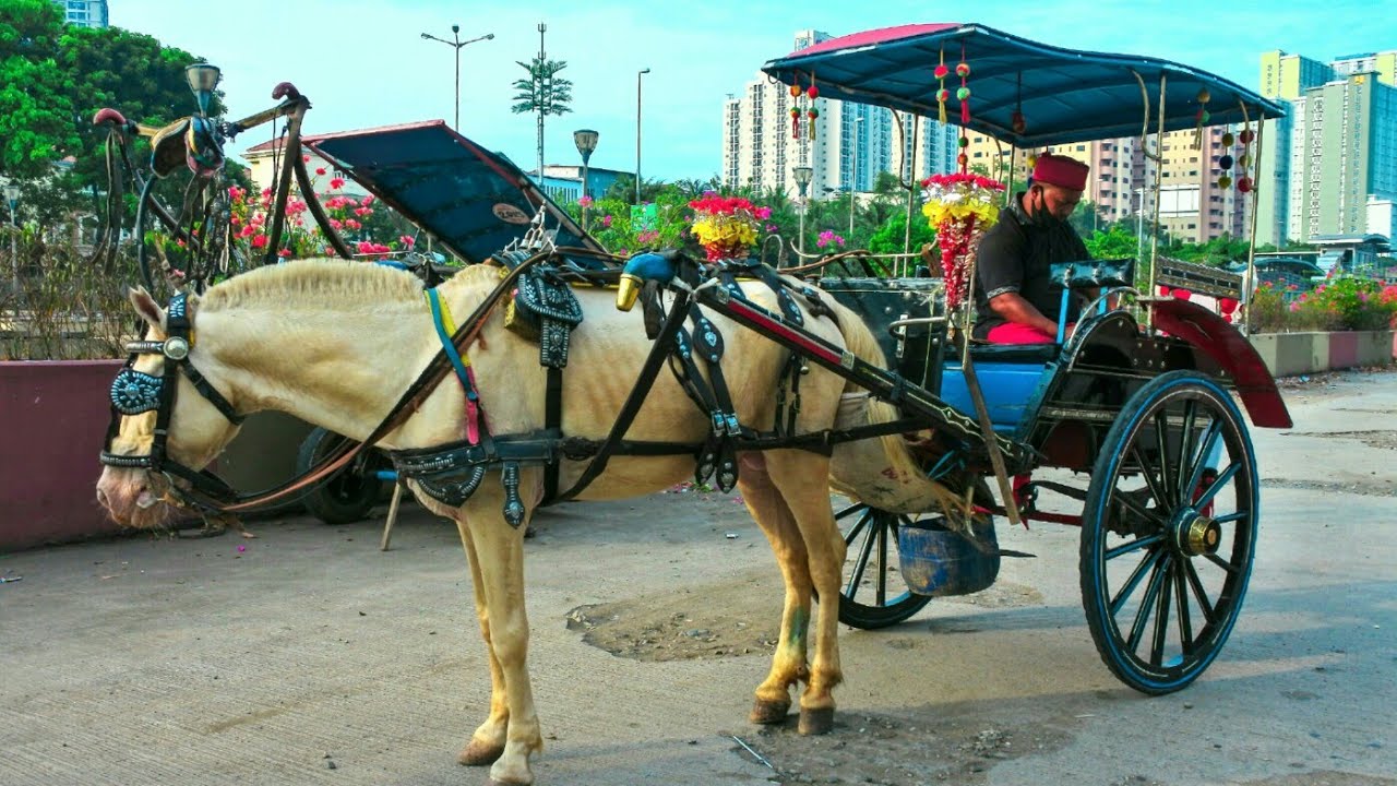 KUDA DELMAN DOKAR HIAS 🌞 DELMAN KUDA PUTIH LUCU DAN CANTIK | LAGU NAIK ...