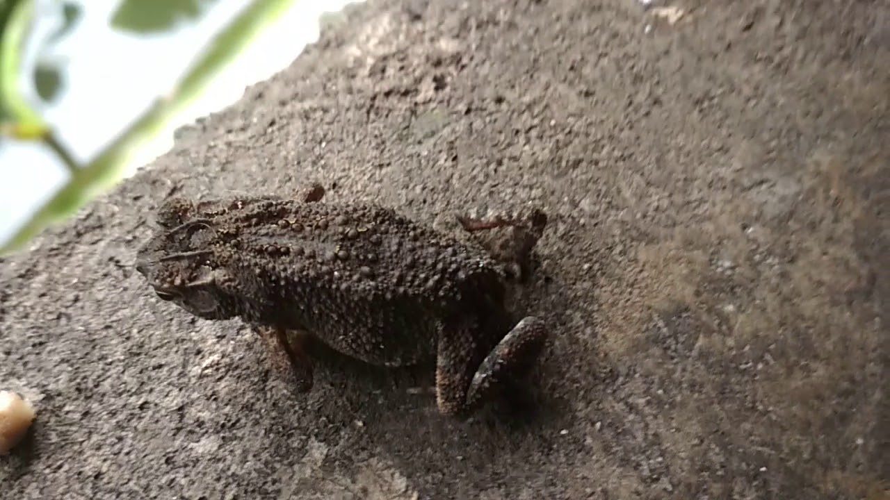 Sorrowful! Weird Upset Frog Videos - YouTube