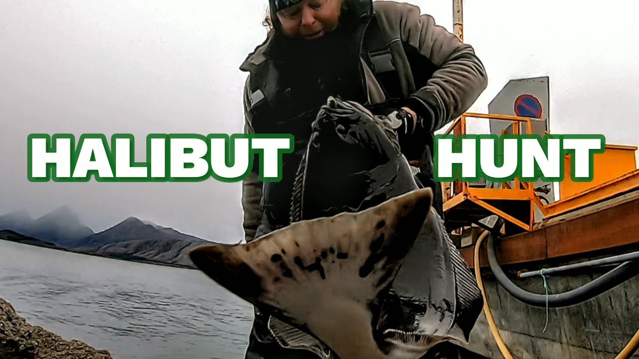 Catching cod and halibut from the shore in Norway, on spinning tackle ...