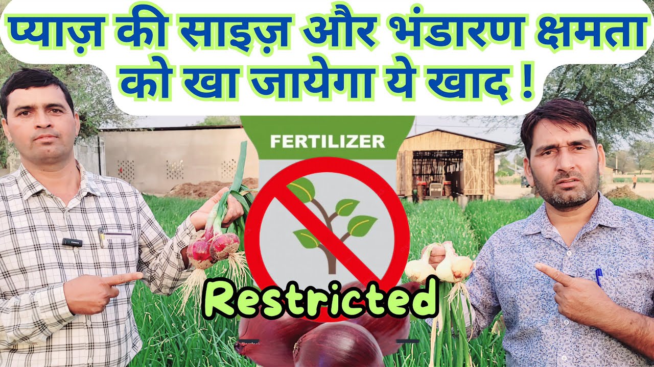 🧅 प्याज़ की भंडारण क्षमता हो जायेगी 100 साल बस ये ट्रिक अपनाएं! pyaj ka ...
