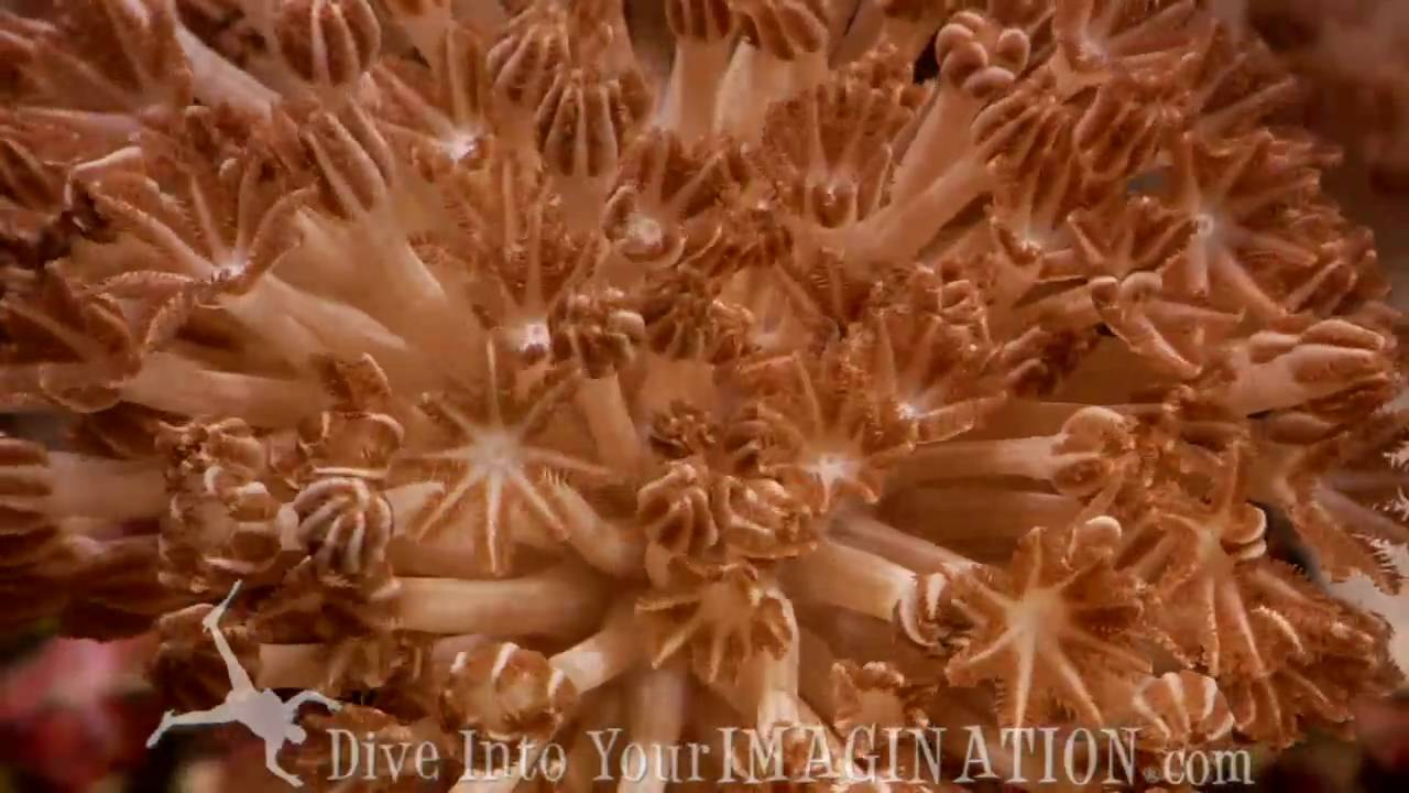 Octocoral - Ocean Animals - Creature Feature - YouTube