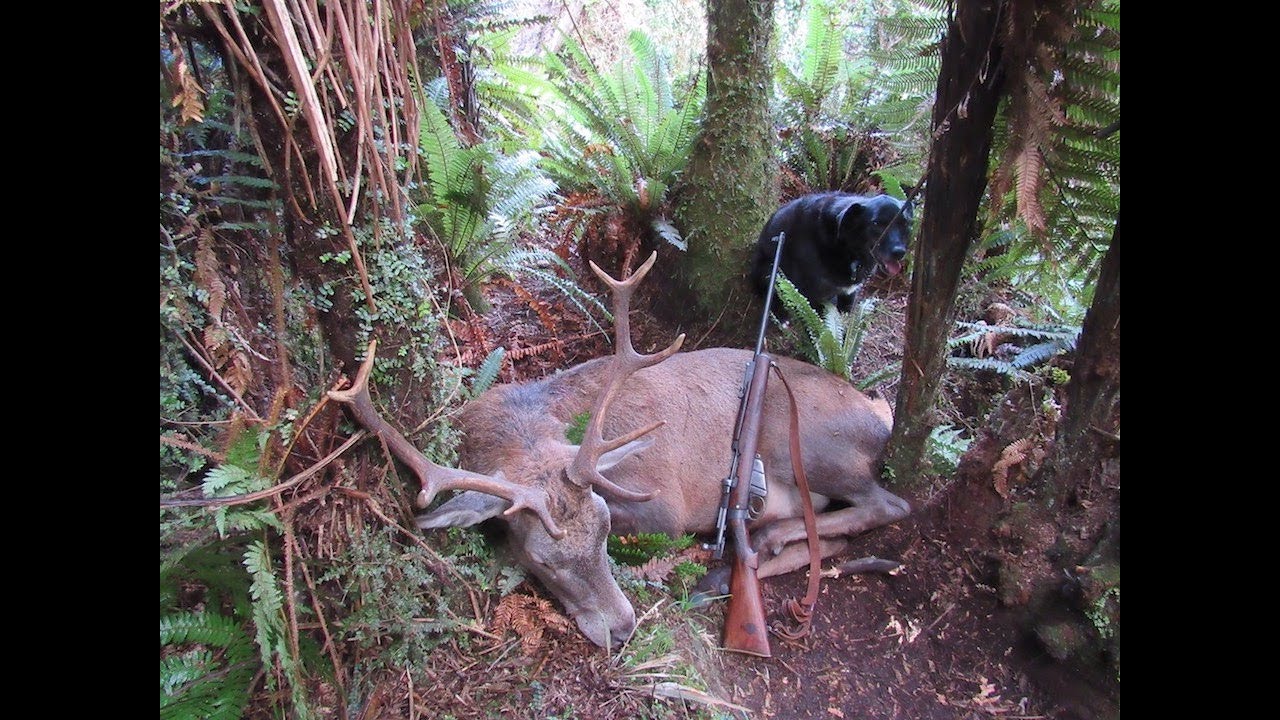 Ruahine Range 10 Point Red Stag | .303 Bush Hunting - YouTube