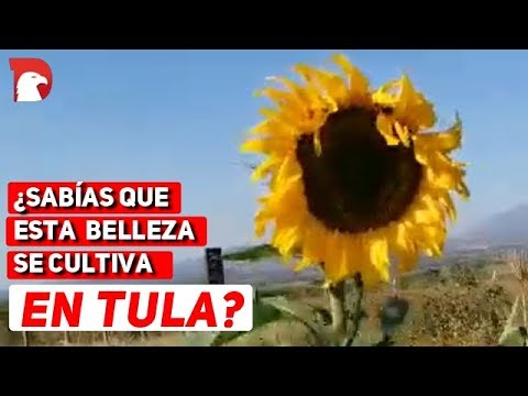 Maíz de Teja belleza natural de Tula, Tamaulipas - YouTube