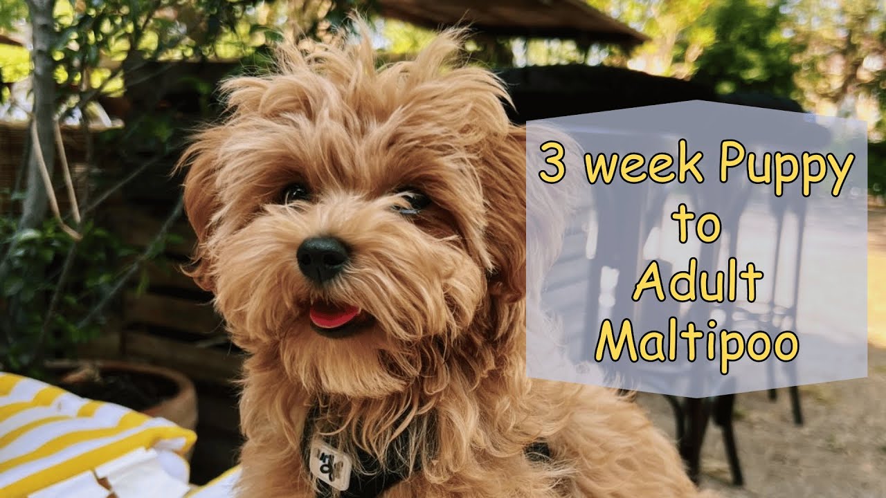 Puppy to Full Grown Adult Maltipoo Dog: MUST WATCH journey in this ...