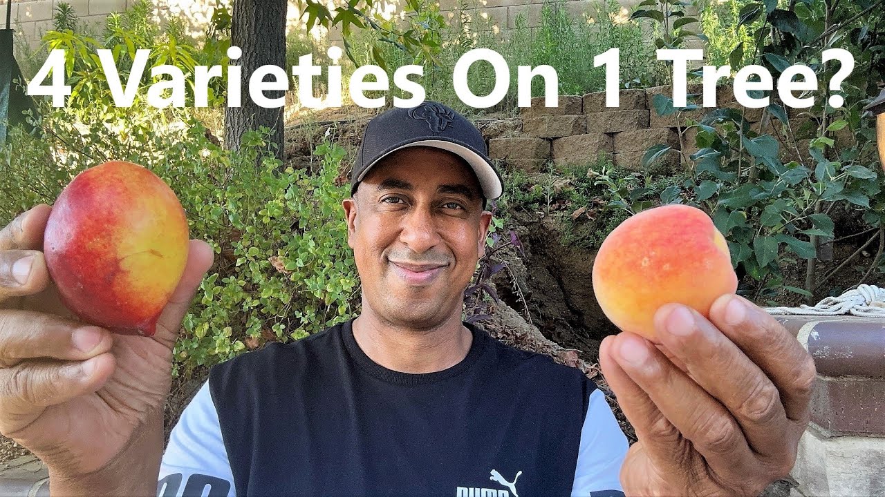 Harvesting 4 Types of Fruit From One Tree! Fruit Salad Tree. - YouTube
