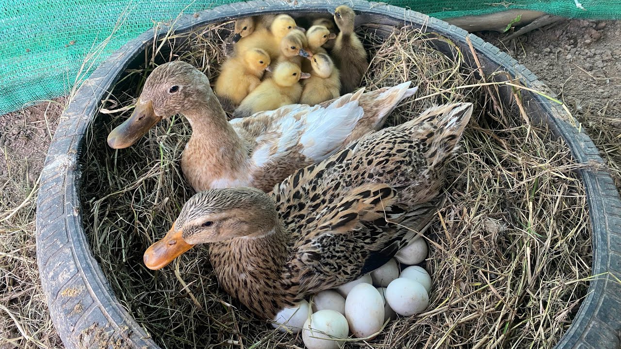 Amazing Pekin Two Duck Mum Hatching 20Duckling in a Nest _ Cute Baby ...