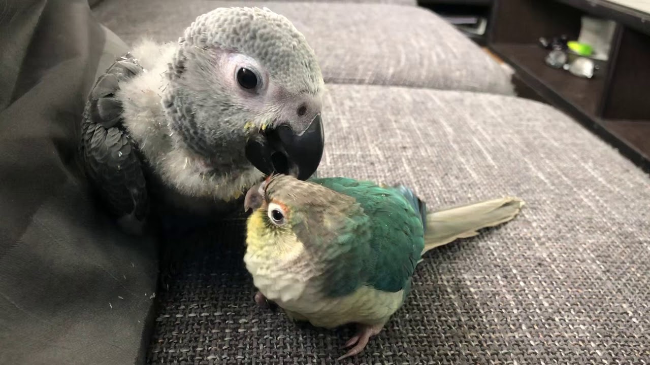 African grey and conure 3/5 - YouTube
