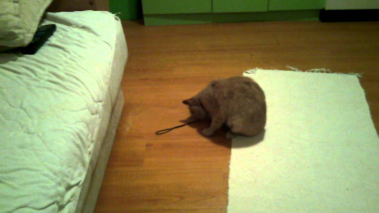 Luda macka - YouTube