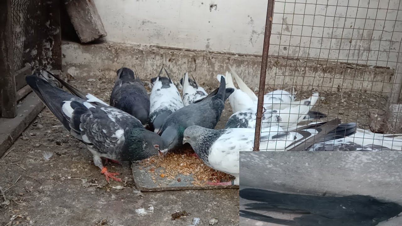 Kaka brand ka ak new kabutar mar Ga 😢🥺🥺🥺😢 - YouTube