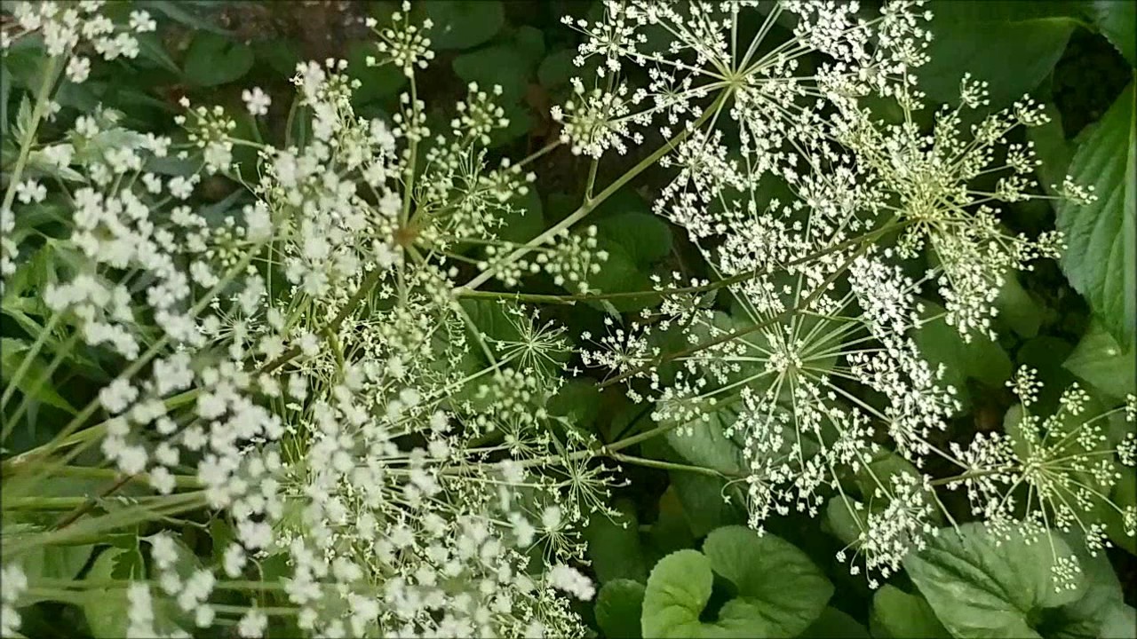 Andre Rieu _ Nightingale Serenade (Toselli Serenade) - YouTube