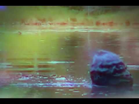 Sasquatch mating ritual - YouTube