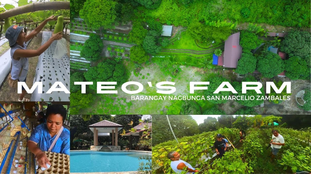 mateo's farm san marcelino zambales - YouTube