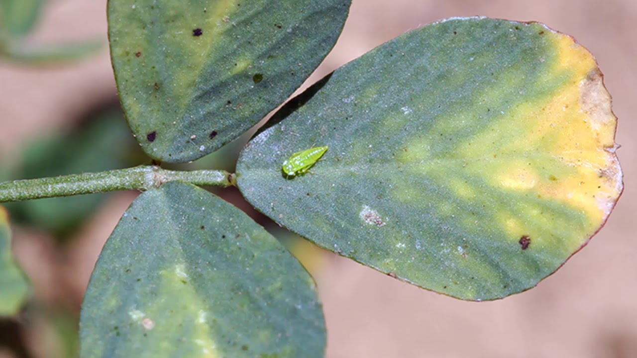 Potato Leafhopper Identification And Damage In Alfalfa YouTube Potato Leafhopper Identification And Damage In Alfalfa YouTube
