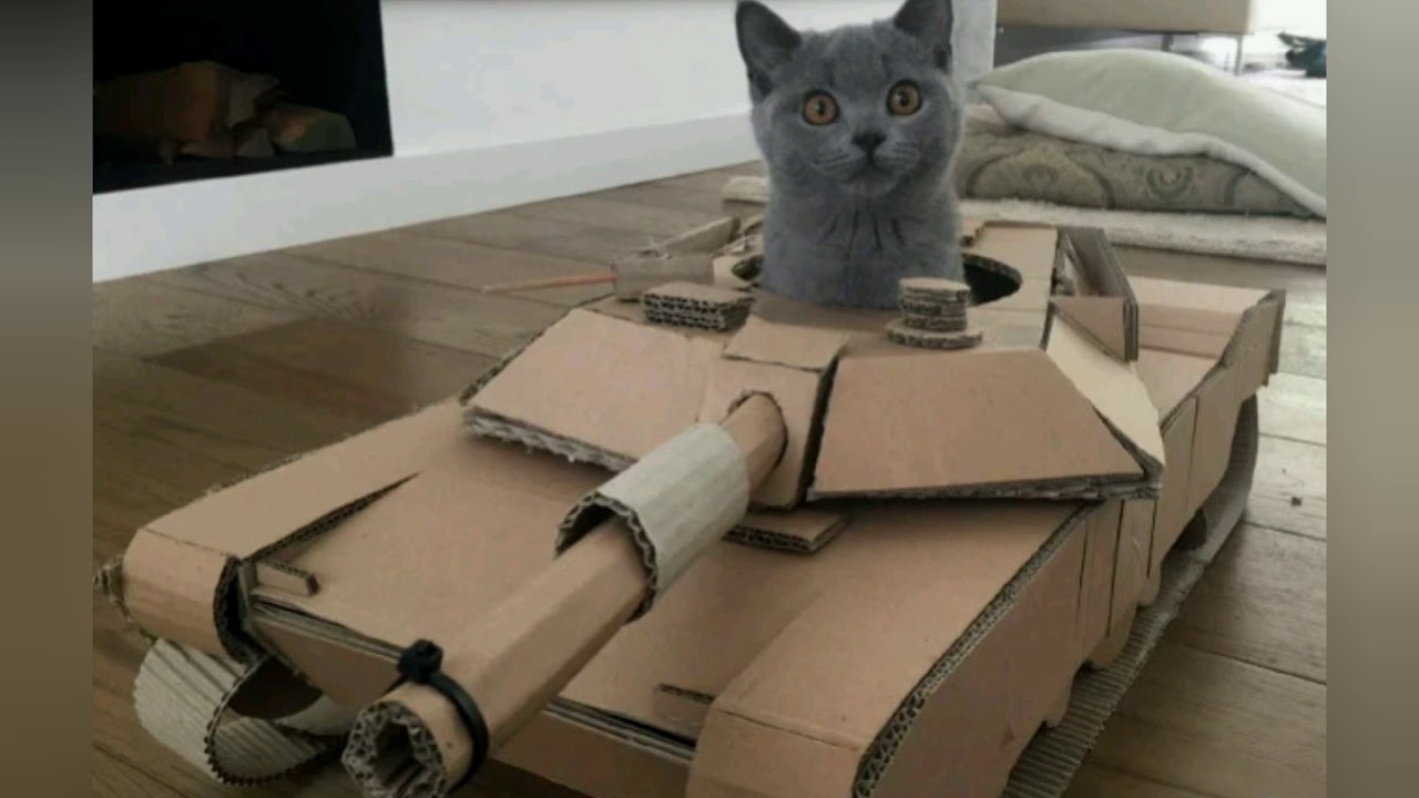 Cat's and Tank's - YouTube
