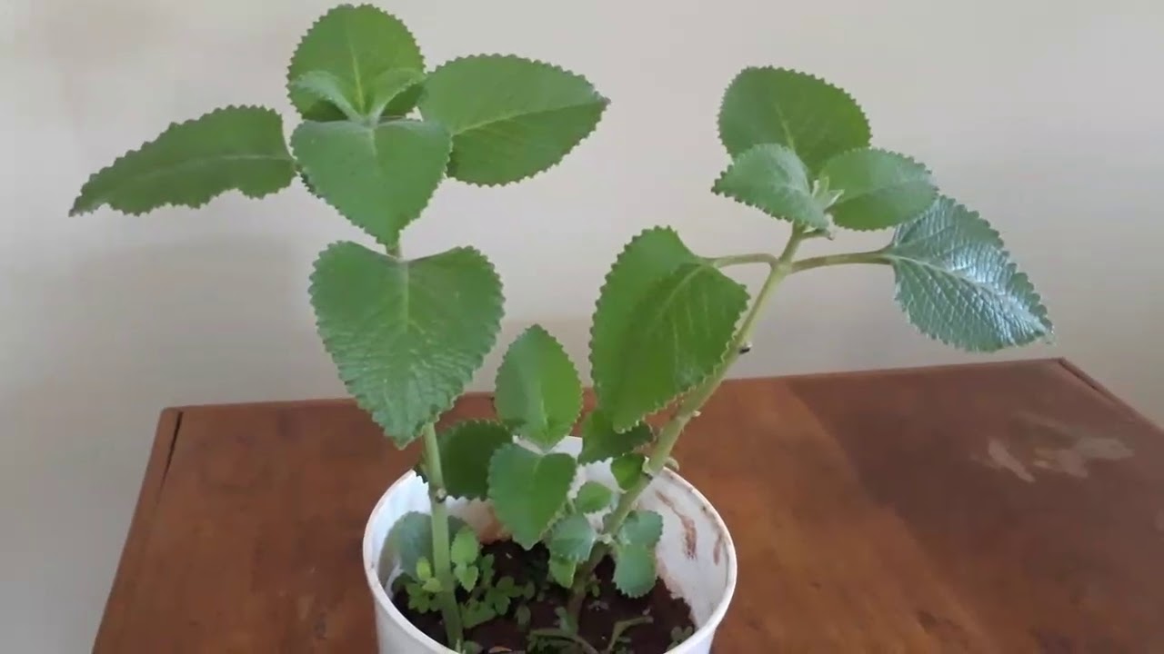 Imagina oque essa plantinha pode fazer com a sua vida. - YouTube