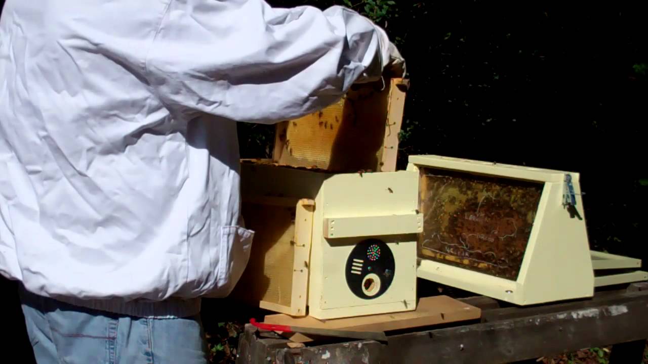 Observation Hive Prep for Winter - YouTube