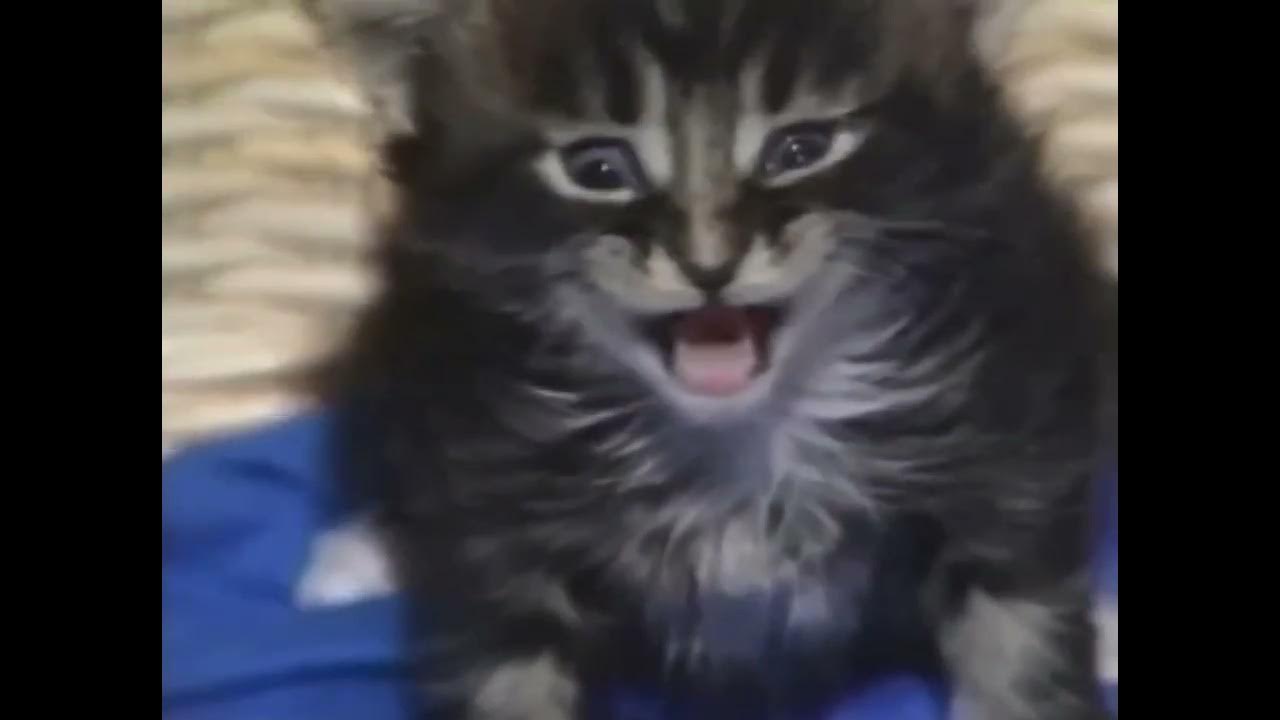 See How They Grow VHS Trailer(1) - YouTube