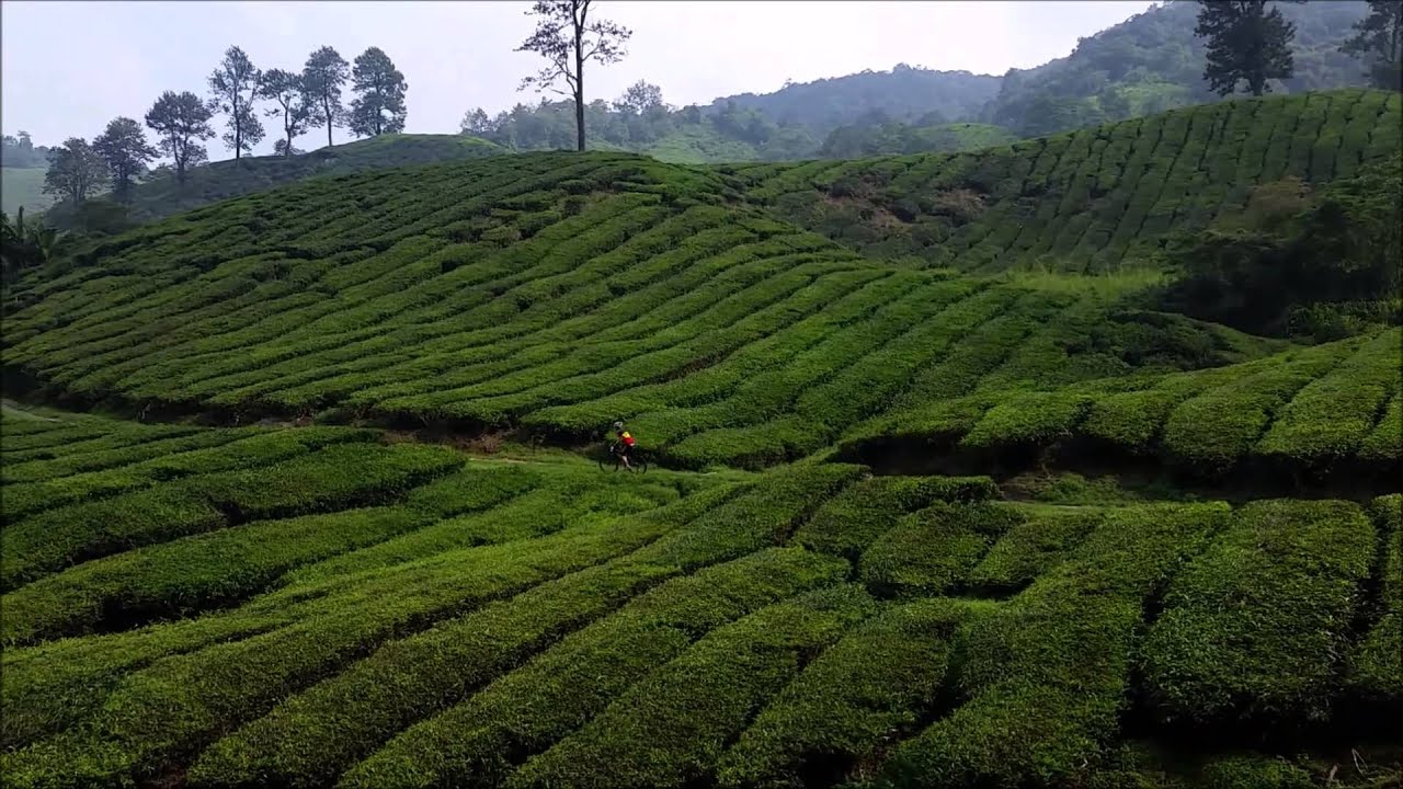 A Ride up the Boh Tea Plantation near Habu, Cameron Highlands - YouTube