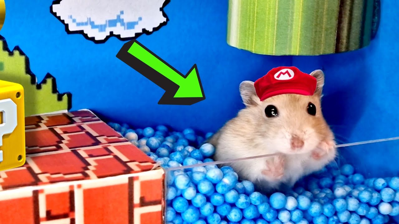 🐹Hamster Escapes the Super Mario Maze 🐹Maze for Pets in real life - YouTube
