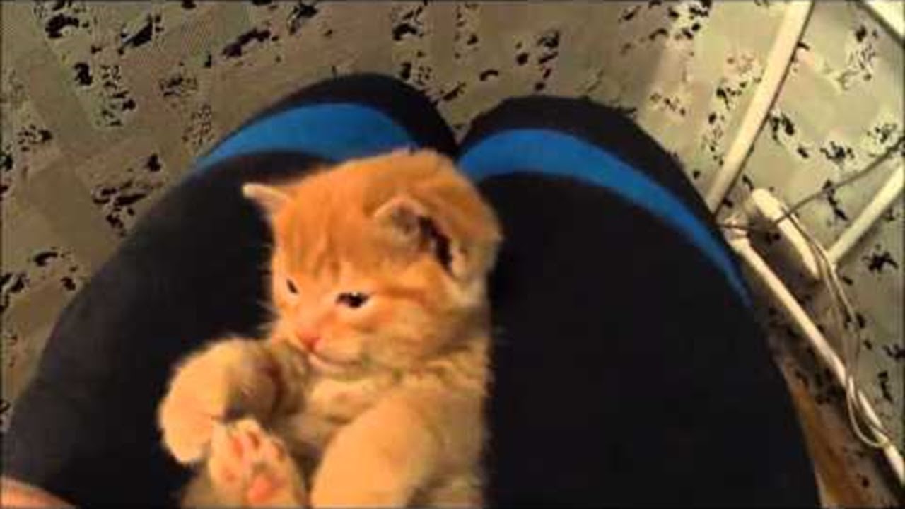 Cutest Kitten Ever Cleaning Itself || ViralHog - YouTube