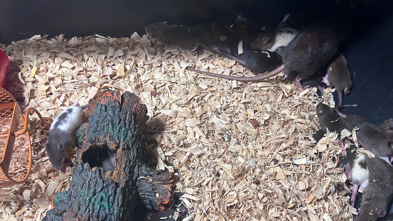 Rat 🐀 breeding update - YouTube