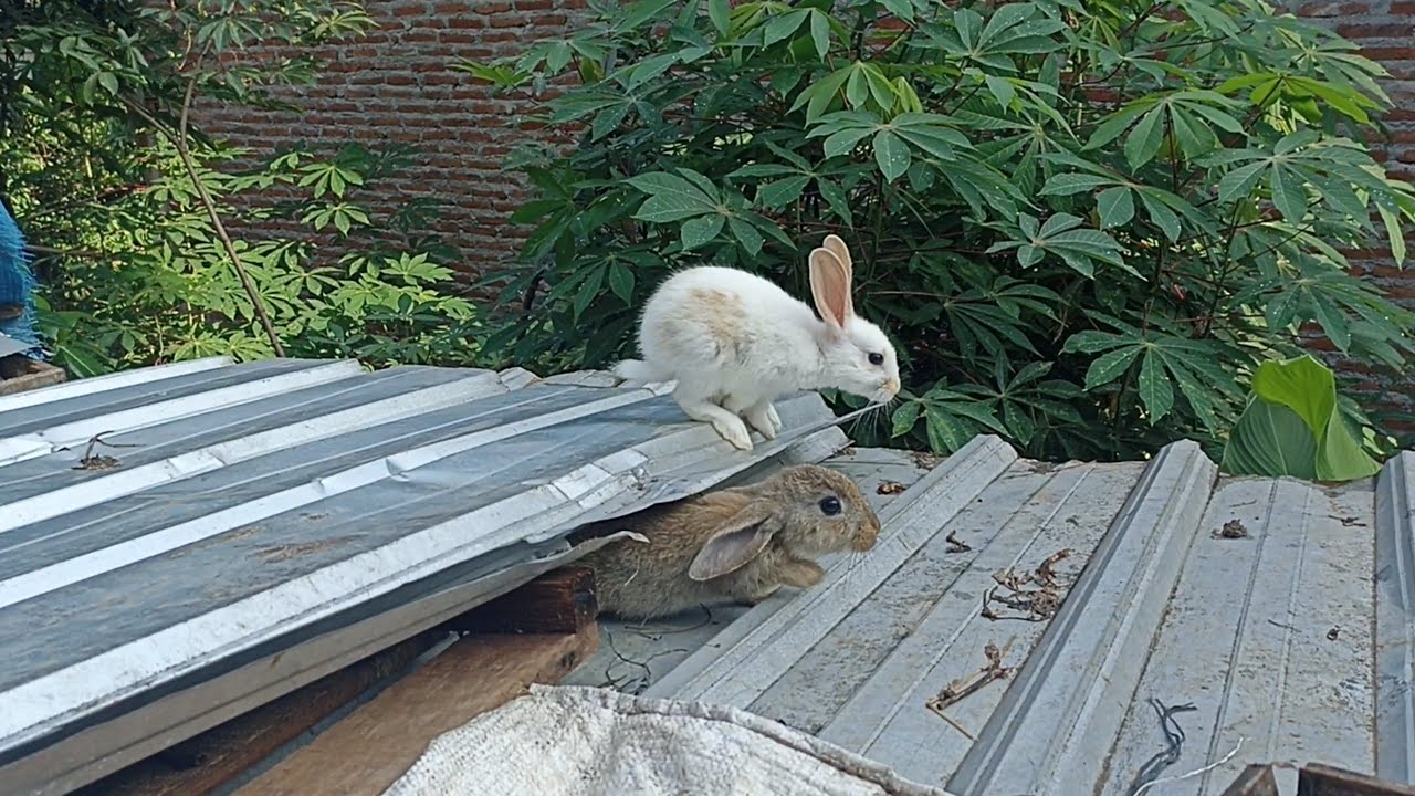 rabbits playing hide and seek - YouTube