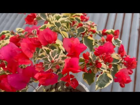 Saron par chuai tawh par leh vat turin buatsaih leh ang aw # ...