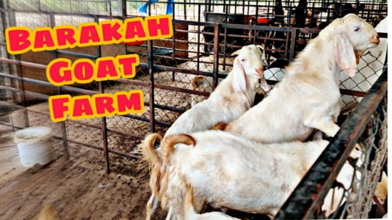 Top Breeds of India at Barakah Goat Farm | Satara - Maharashtra - YouTube