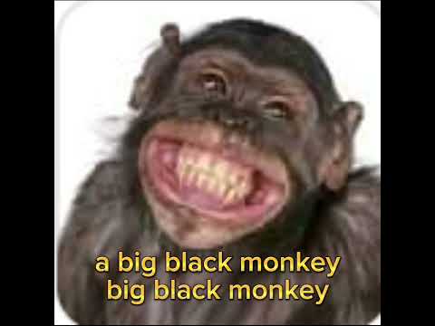 Big Black Monkey - Music Video