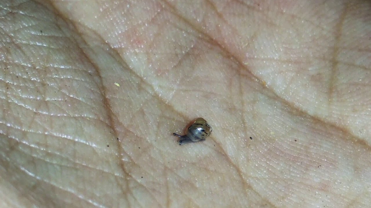 World's smallest snail? - YouTube