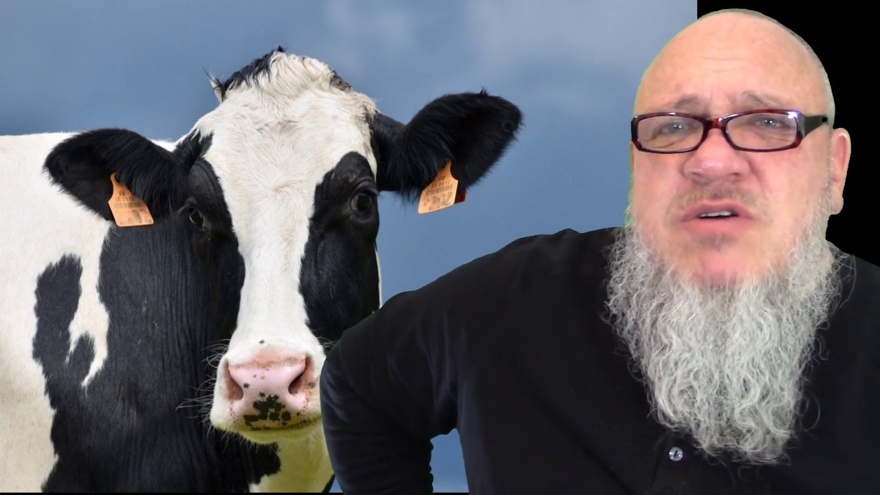 Dad Joke of the Day #1102 Pet Cow - YouTube