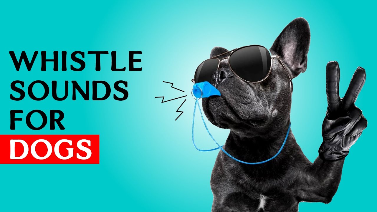 Whistle sounds for Dogs | Dog Whistle Sound to Call Your Dog - YouTube