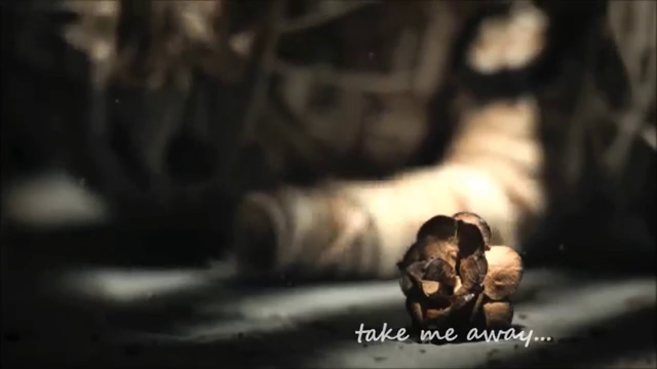 Jamie Archer - Insanity (w/ lyric) - YouTube