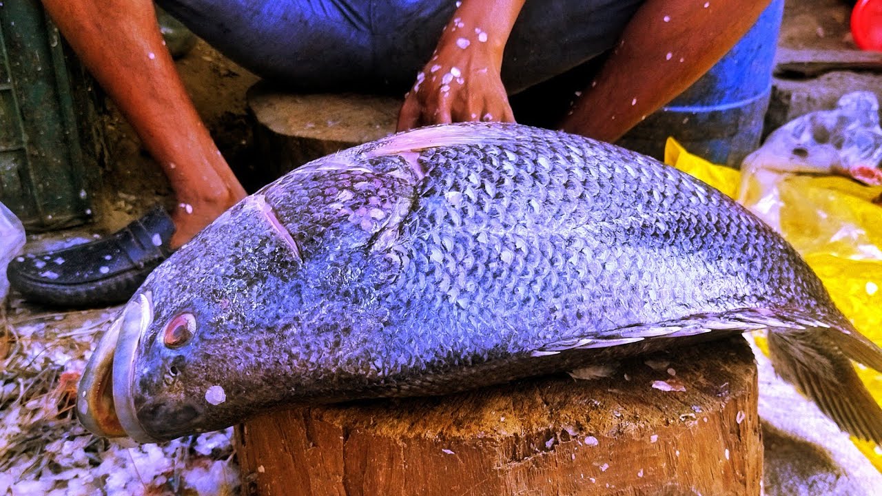 Amazing Biggest Koi Koral Fish Cutting Skills By Expert Fish cutter Man ...