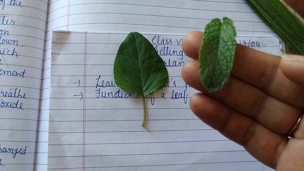 Parts Of Leaf And Types Of Venation Class VI YouTube Parts Of Leaf And Types Of Venation Class VI YouTube