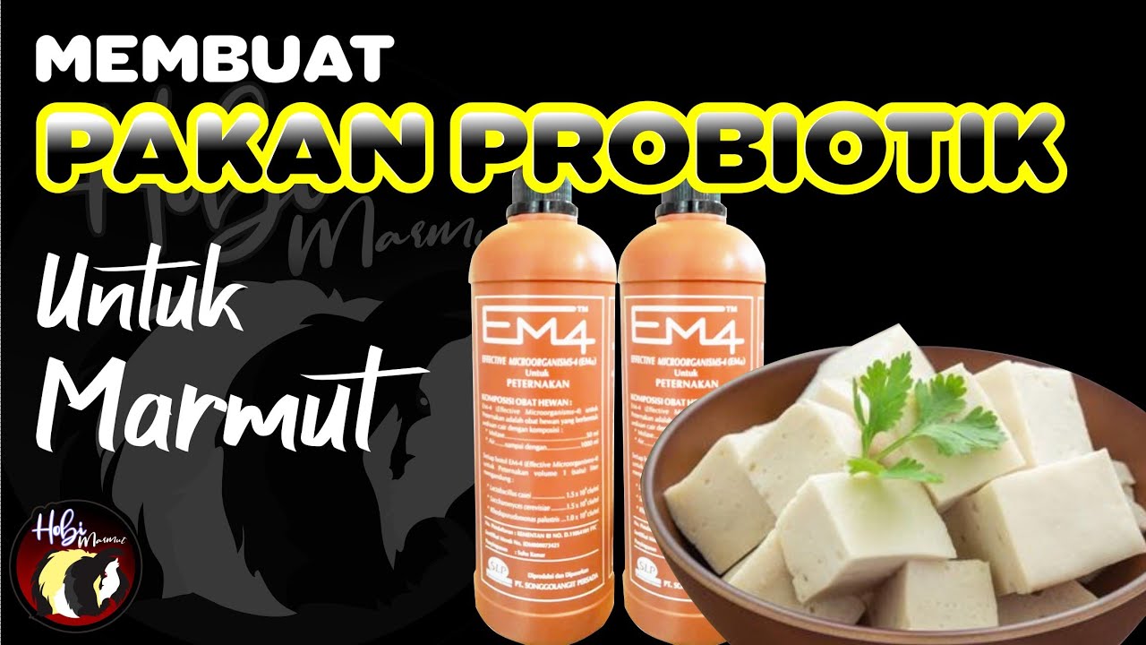 CARA MEMBUAT PAKAN FERMENTASI UNTUK MARMUT I Makanan Alternatif Marmut ...