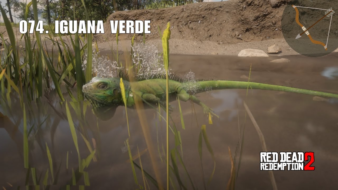 Localizaciones Compendio de animales / 074. Iguana verde / RDR2 - YouTube