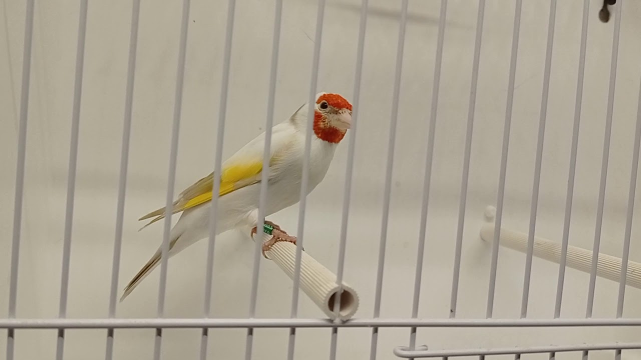 SZCZYGIEŁ SYBERYJSKI SATYNA -SAMIEC 2020 - YouTube