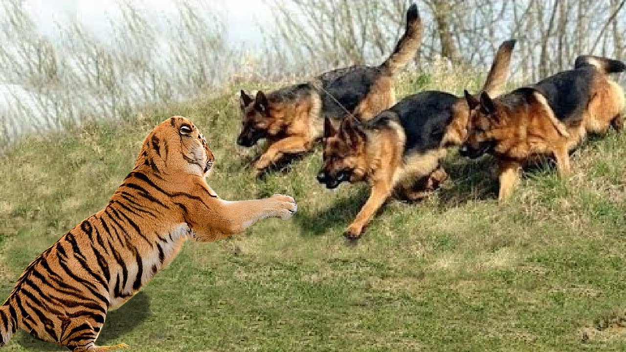 9 Moments Wild Animal Attacks Caught On Camera 2022 - YouTube