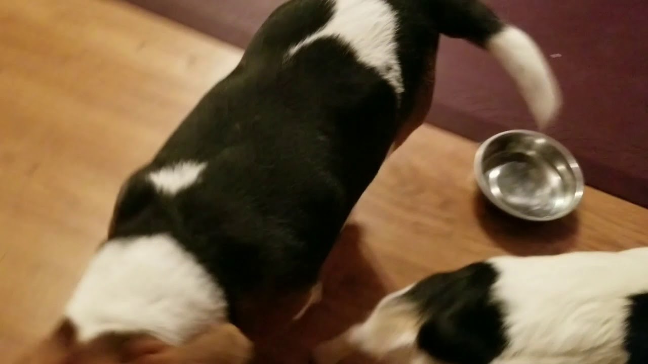 Fat Beagle wants food! - YouTube