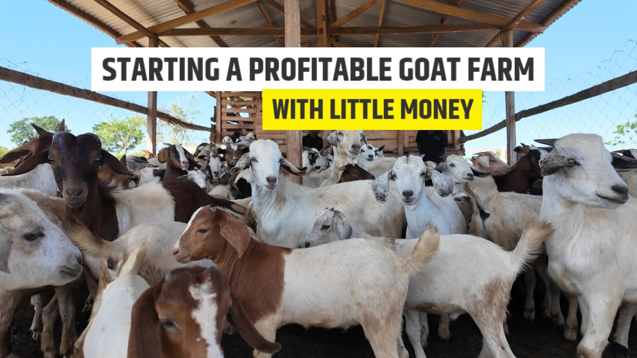 How To Start A Profitable Goat Farm With Little Capital - Detailed Plan ...